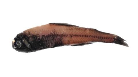 Fishing for Spotlight lanternfish → Explore Catches, Top Baits & More!
