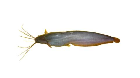 Fishing for Stinging catfish: Fish Species – FishAngler.com