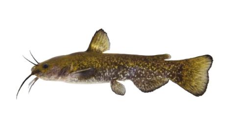 Fishing for Snail bullhead: Fish Species – FishAngler.com