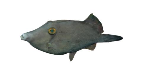 Fishing for Shy filefish → Explore Catches, Top Baits & More!