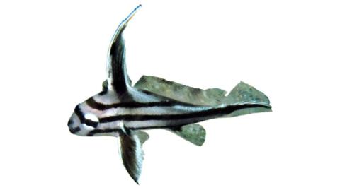 Fishing for High-hat: Fish Species – FishAngler.com