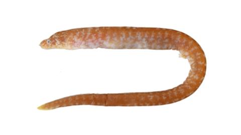 Fishing for Freckleface reef-eel: Fish Species – FishAngler.com