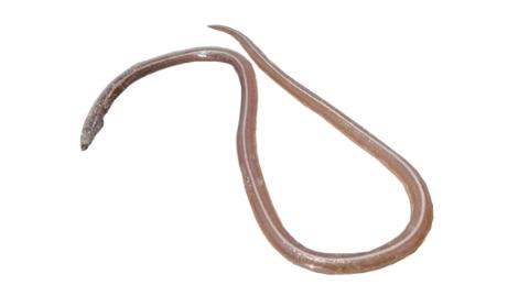 Fishing for Sooty eel → Explore Catches, Top Baits & More!