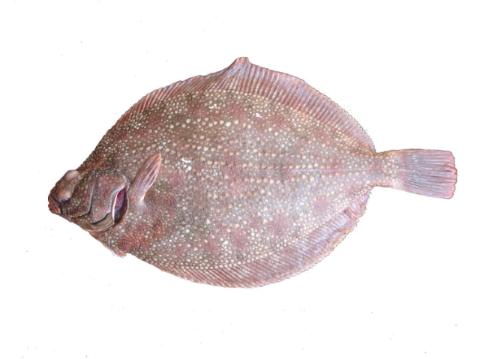 Fishing for Roughscale sole → Explore Catches, Top Baits & More!