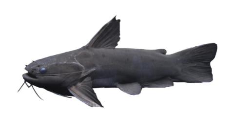 Fishing for Black catfish → Explore Catches, Top Baits & More!