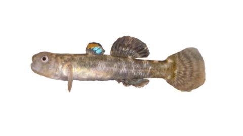 Fishing for Tadpole goby → Explore Catches, Top Baits & More!