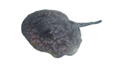 Fishing for Spotted stingaree → Explore Catches, Top Baits & More!