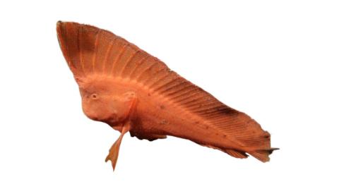 Fishing for Red Indian fish: Fish Species – FishAngler.com