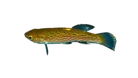 Fishing for Stippled studfish → Explore Catches, Top Baits & More!