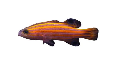 Fishing for Swales' basslet → Explore Catches, Top Baits & More!