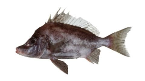 Fishing for Giant boarfish → Explore Catches, Top Baits & More!