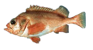 Fishing for Chameleon rockfish → Explore Catches, Top Baits & More!