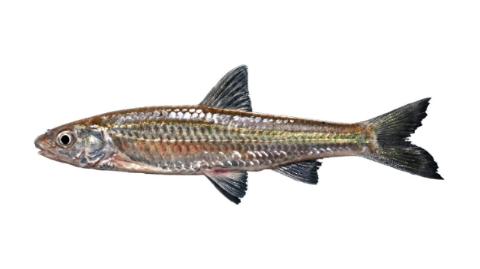 Fishing for Eastern silvery minnow: Fish Species – FishAngler.com