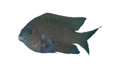 Fishing for Western gregory → Explore Catches, Top Baits & More!
