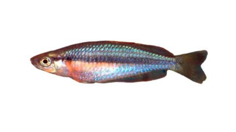 Fishing for Slender rainbowfish: Fish Species – FishAngler.com