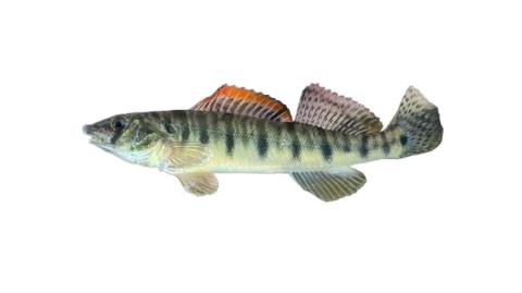 Fishing for Ozark logperch: Fish Species – FishAngler.com