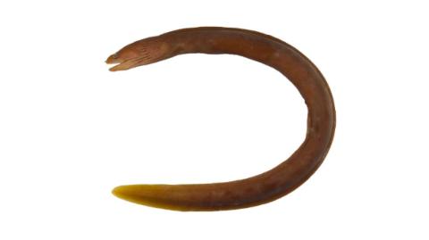 Fishing for False brown moray: Fish Species – FishAngler.com