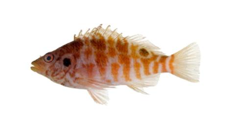 Fishing for Twospot hawkfish: Fish Species – FishAngler.com