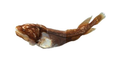 Fishing for Flabby whalefish → Explore Catches, Top Baits & More!