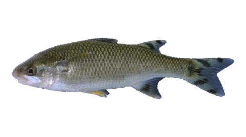 Fishing for Bobo mullet: Fish Species – FishAngler.com
