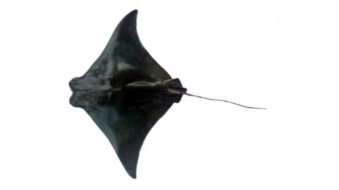 Fishing for Pacific cownose ray → Explore Catches, Top Baits & More!