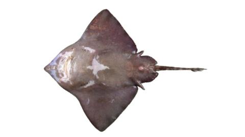 Fishing for Shorttail skate: Fish Species – FishAngler.com