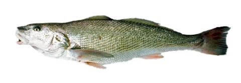 Fishing for California kingcroaker → Explore Catches, Top Baits & More!