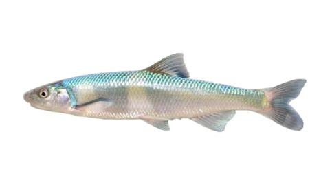 Fishing for Spotfin chub → Explore Catches, Top Baits & More!