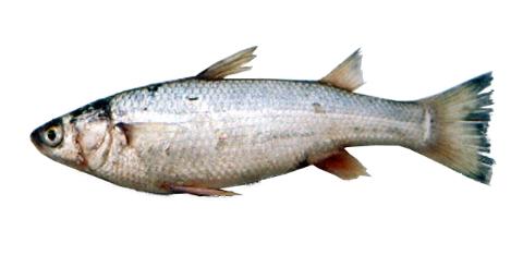 Fishing for Abu mullet: Fish Species – FishAngler.com