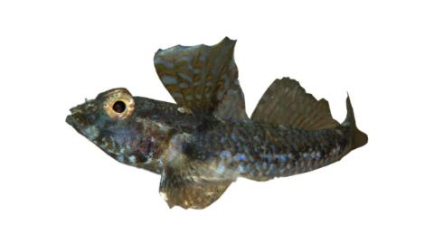 Fishing for Australian sailfin goby: Fish Species – FishAngler.com