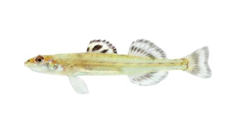 Fishing for Florida sand darter: Fish Species – FishAngler.com