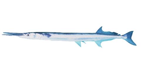 Fishing for Agujon needlefish → Explore Catches, Top Baits & More!