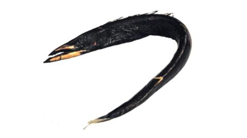 Fishing for Black gemfish: Fish Species – FishAngler.com