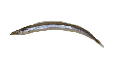 Fishing for Northern sand lance: Fish Species – FishAngler.com