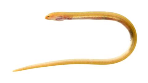 Fishing for Key worm eel → Explore Catches, Top Baits & More!