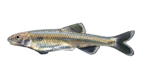 Fishing for Santee chub: Fish Species – FishAngler.com