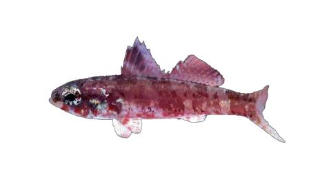 Fishing for Forktailed bass: Fish Species – FishAngler.com