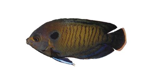 Fishing for Dusky angelfish → Explore Catches, Top Baits & More!