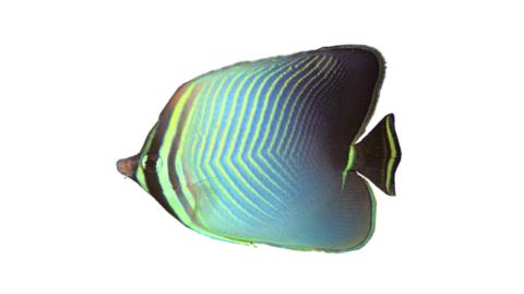 Fishing for Triangle butterflyfish: Fish Species – FishAngler.com