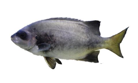 Fishing for Cape knifejaw: Fish Species – FishAngler.com