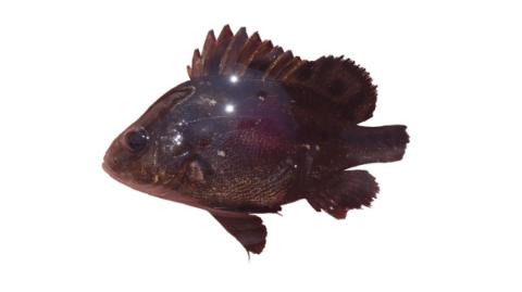 Fishing for Crescent sweetlips: Fish Species – FishAngler.com