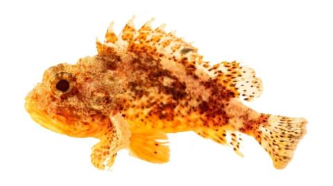Fishing for Small red scorpionfish: Fish Species – FishAngler.com