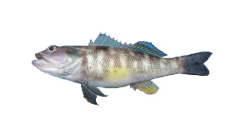 Fishing for Sand-perch → Explore Catches, Top Baits & More!