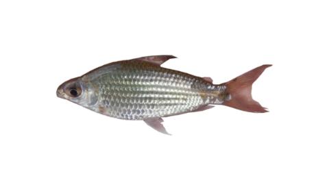 Fishing for Stout sardine → Explore Catches, Top Baits & More!