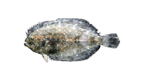 Fishing for God's flounder → Explore Catches, Top Baits & More!