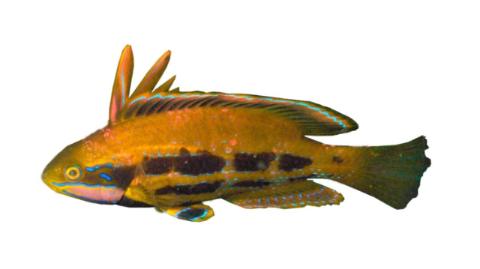 Fishing for Rainbow cale: Fish Species – FishAngler.com