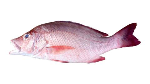 Fishing for Malabar blood snapper → Explore Catches, Top Baits & More!
