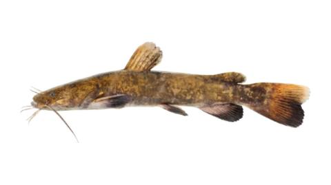 Fishing for Flathead catfish → Explore Catches, Top Baits & More!