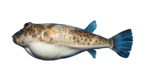 Fishing for Checkered puffer: Fish Species – FishAngler.com