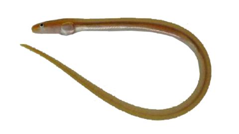 Fishing for Broadnose worm eel: Fish Species – FishAngler.com